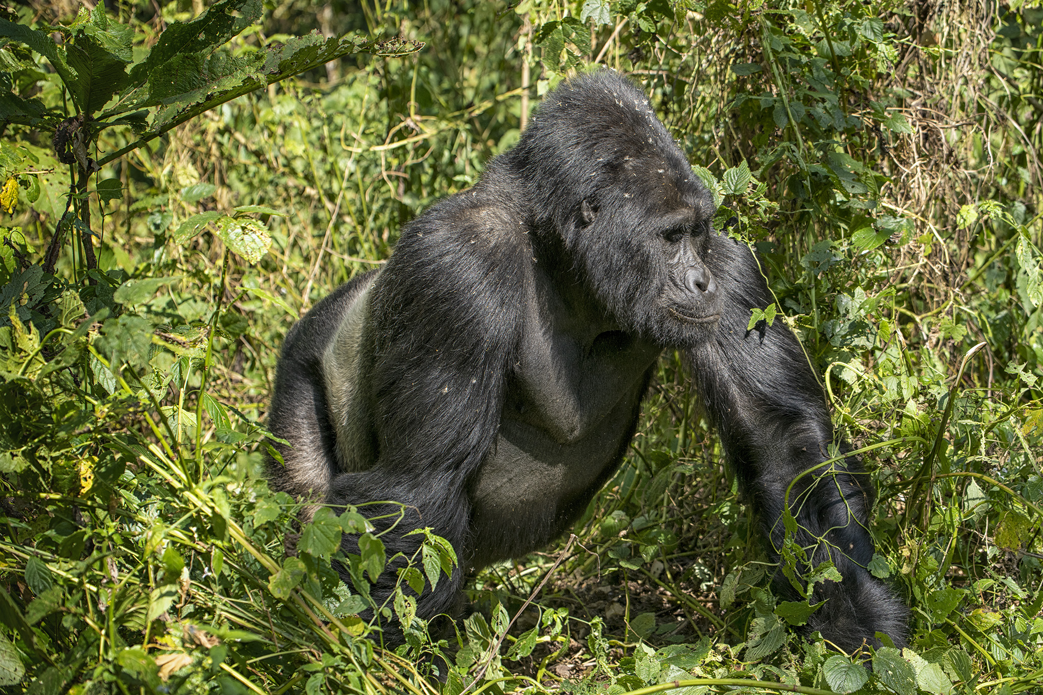 Uganda Mountain Gorillas - malcolmfackender